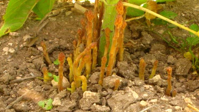 L'orobanche cumana