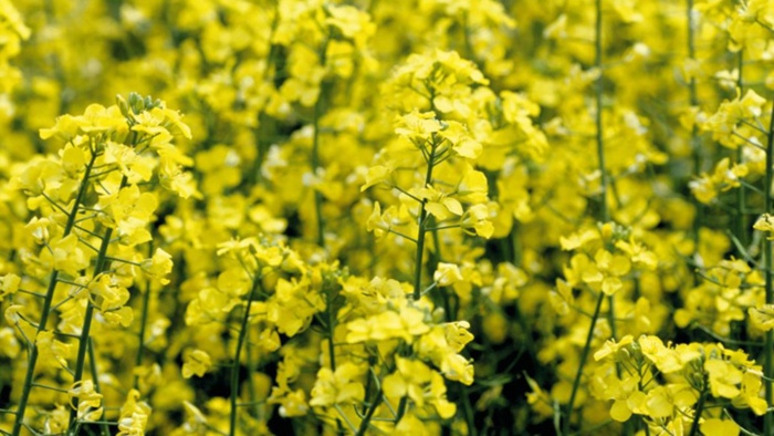 Quand et pourquoi utiliser des fongicides