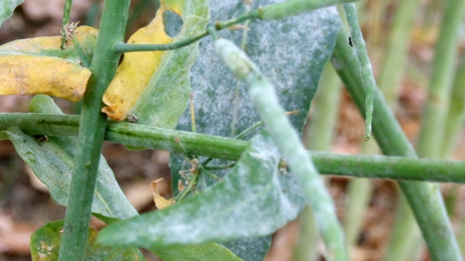 Maladies du colza : oïdium, phoma, sclerotinia, alternaria..