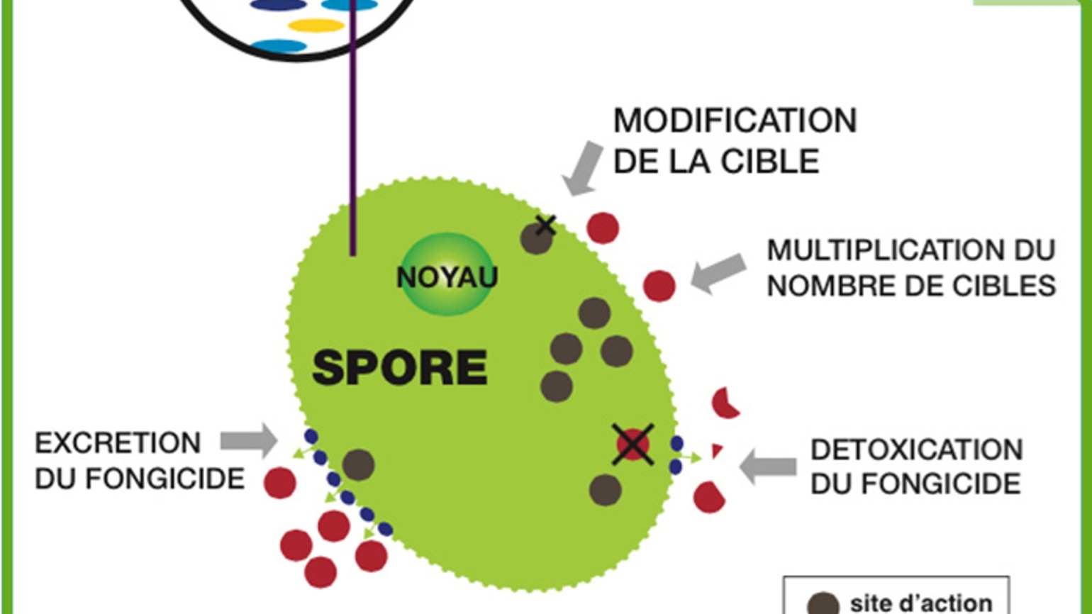 Evolution de la classification HRAC