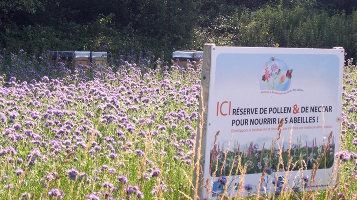 Maïs et biodiversité : améliorer l'alimentation des abeilles