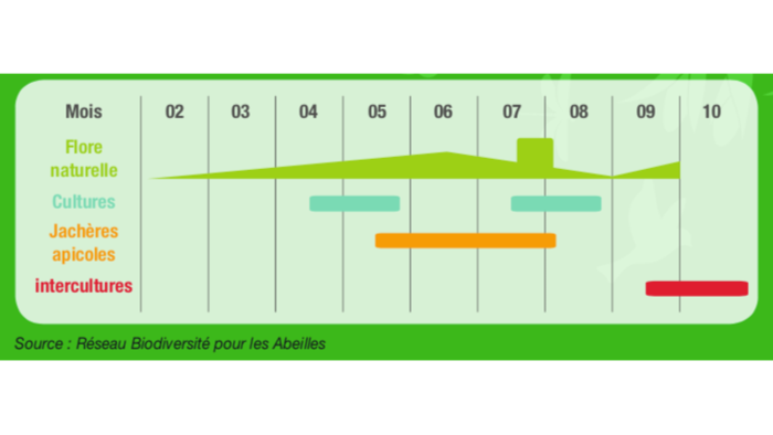 Comment prendre soin des abeilles tout au long de l’année