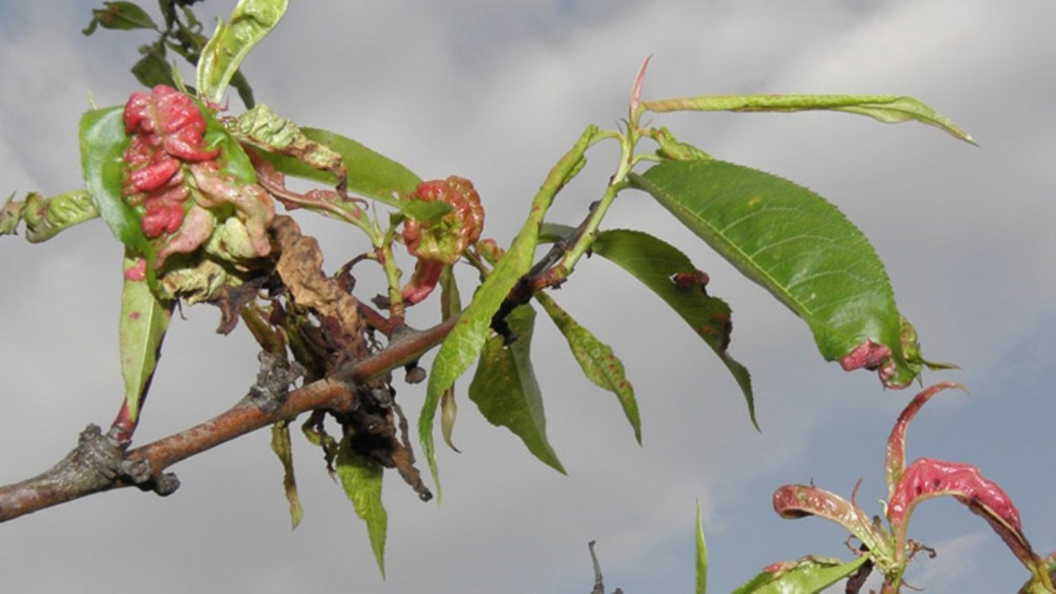 La cloque du pêcher - maladies des arbres fruitiers