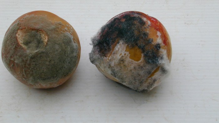 Les maladies de conservation des fruits à noyau