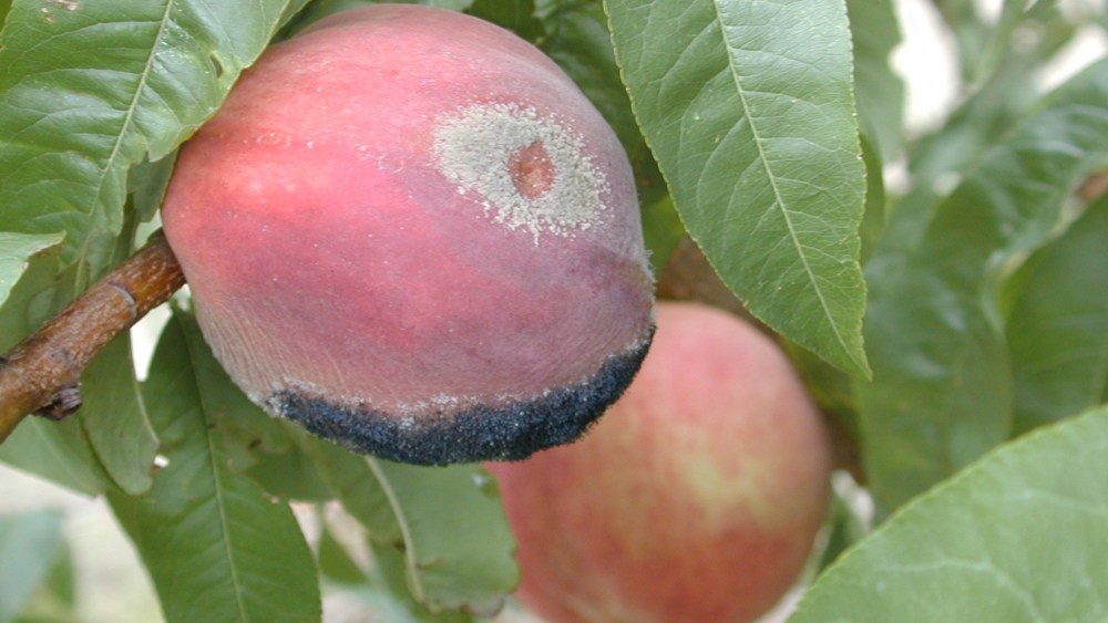 Les monilioses du pêcher - maladies des arbres fruitiers