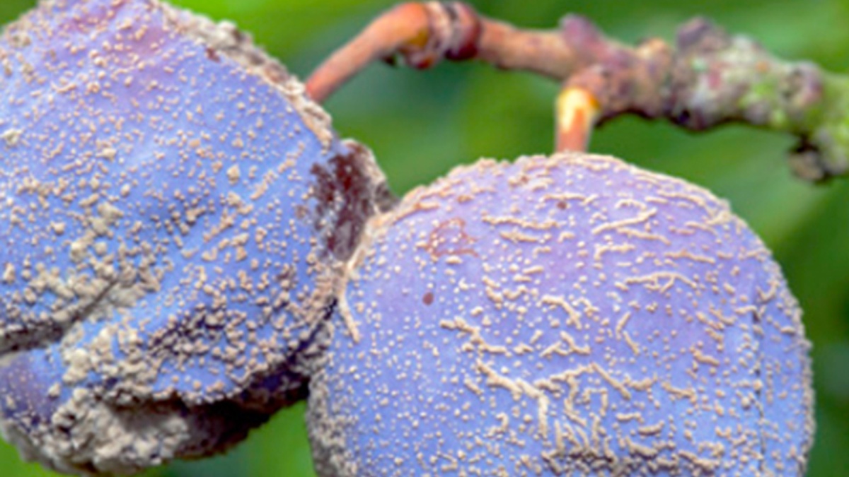 Maladies des arbres fruitiers