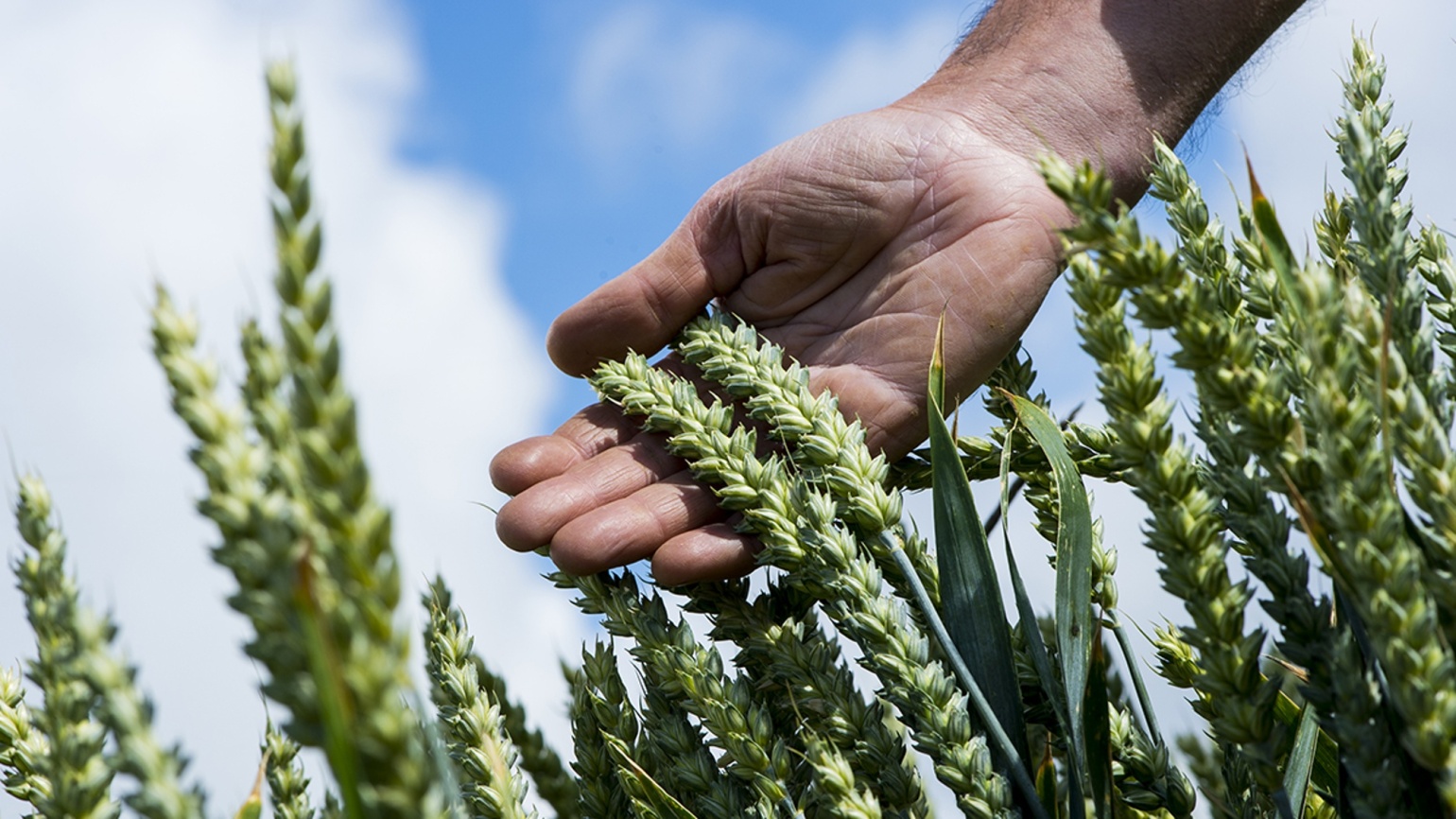 Tout savoir sur les cultures agricoles : blé, colza, vigne, maïs...