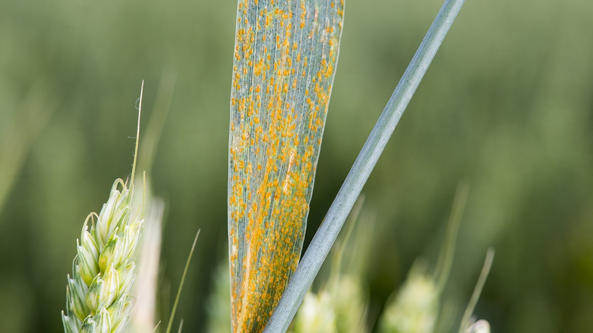 Piétin-verse du blé - Maladies du blé