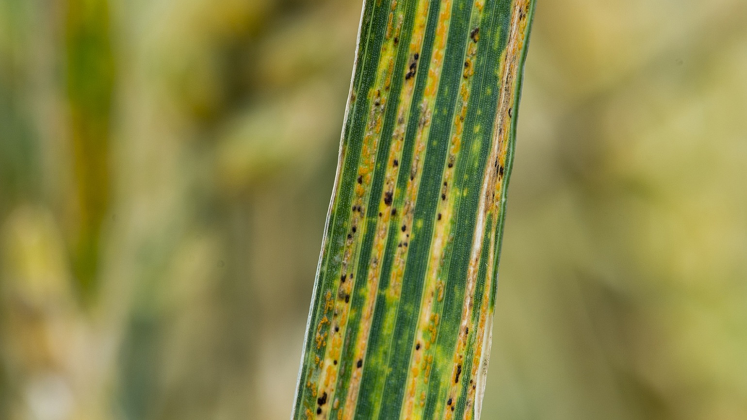 La rouille jaune une maladie incontournable du blé - Protection ...