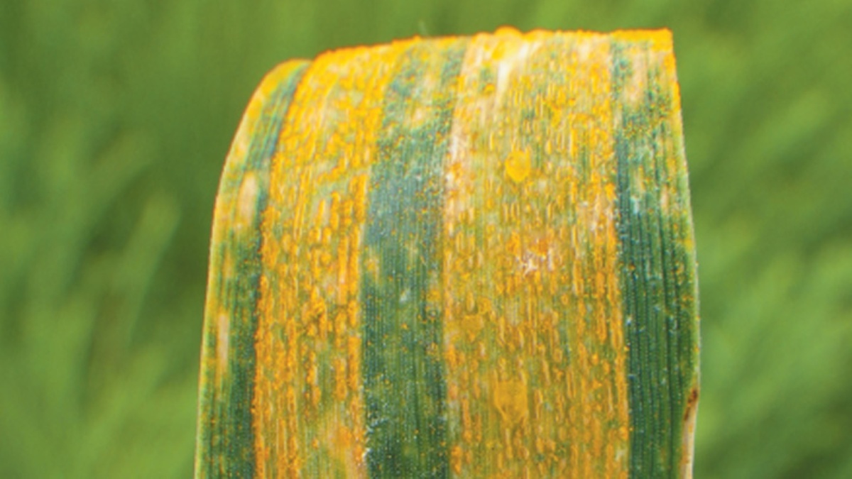 Rouille jaune du blé – Maladies du blé