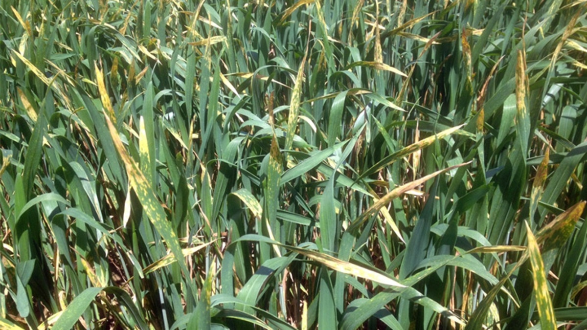 Les stratégies à adopter contre la rouille jaune - Protection fongicide blé