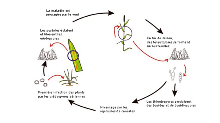 Rouille jaune du blé – Maladies du blé