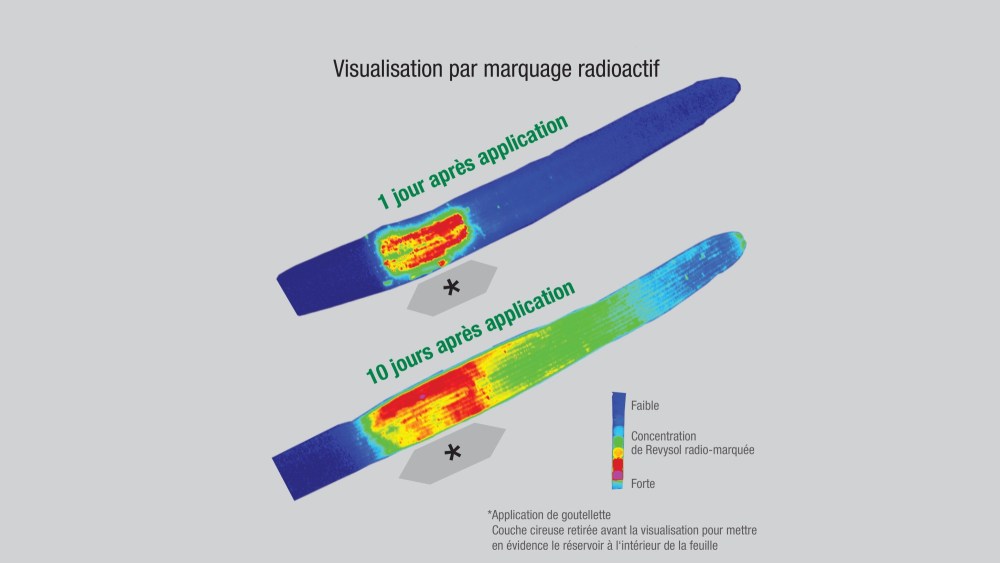 Revysol® : une protection fongicide fiable et de longue duré
