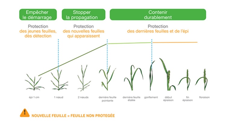 Les stratégies à adopter contre la rouille jaune - Protection fongicide blé
