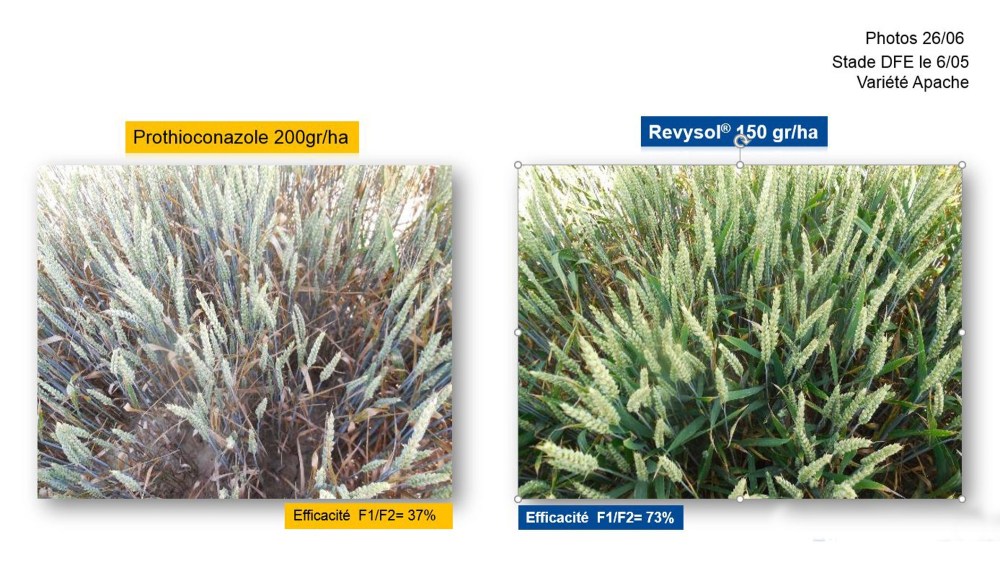 Protection contre la septoriose : le bouclier Revysol®