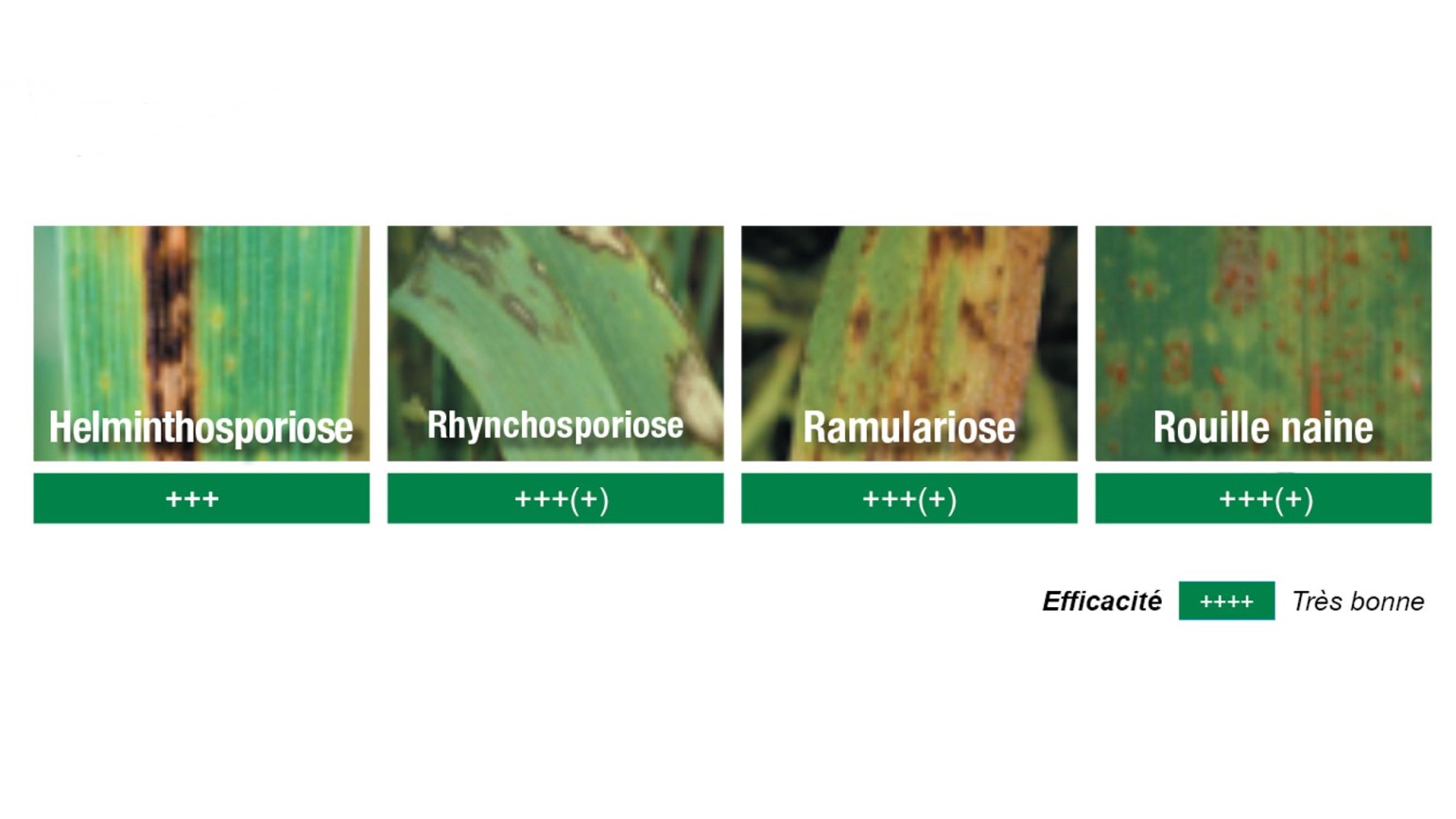 Rentabilité céréales : innovation Revystar® XL