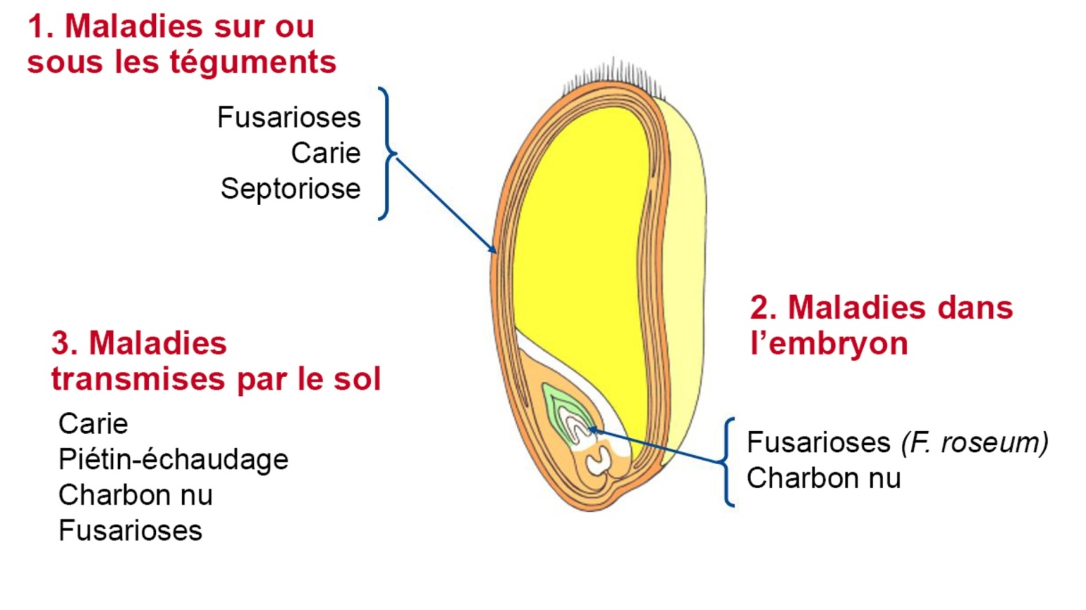 Protection des semences blé