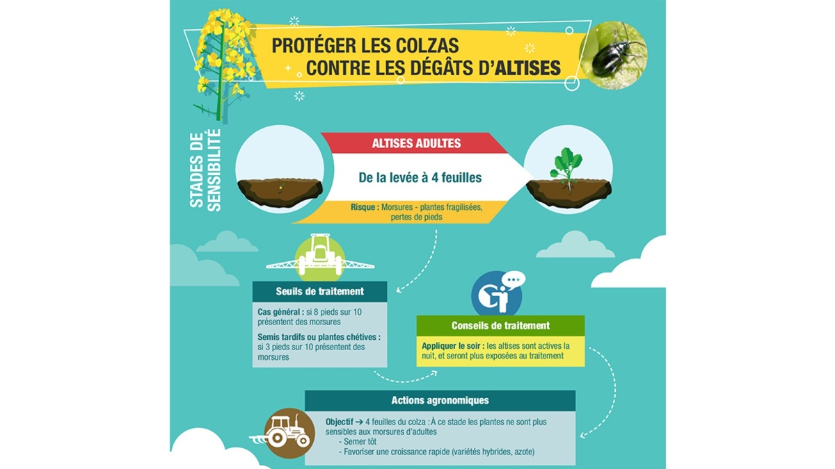 Grosse altise - Ravageurs colza