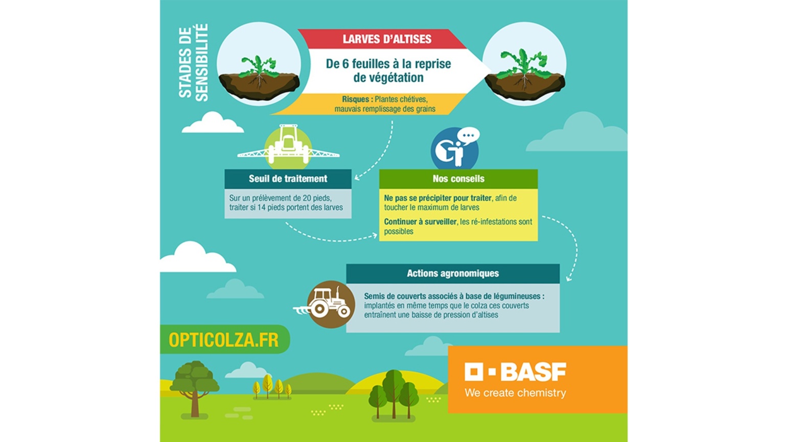 Grosse altise - Ravageurs colza