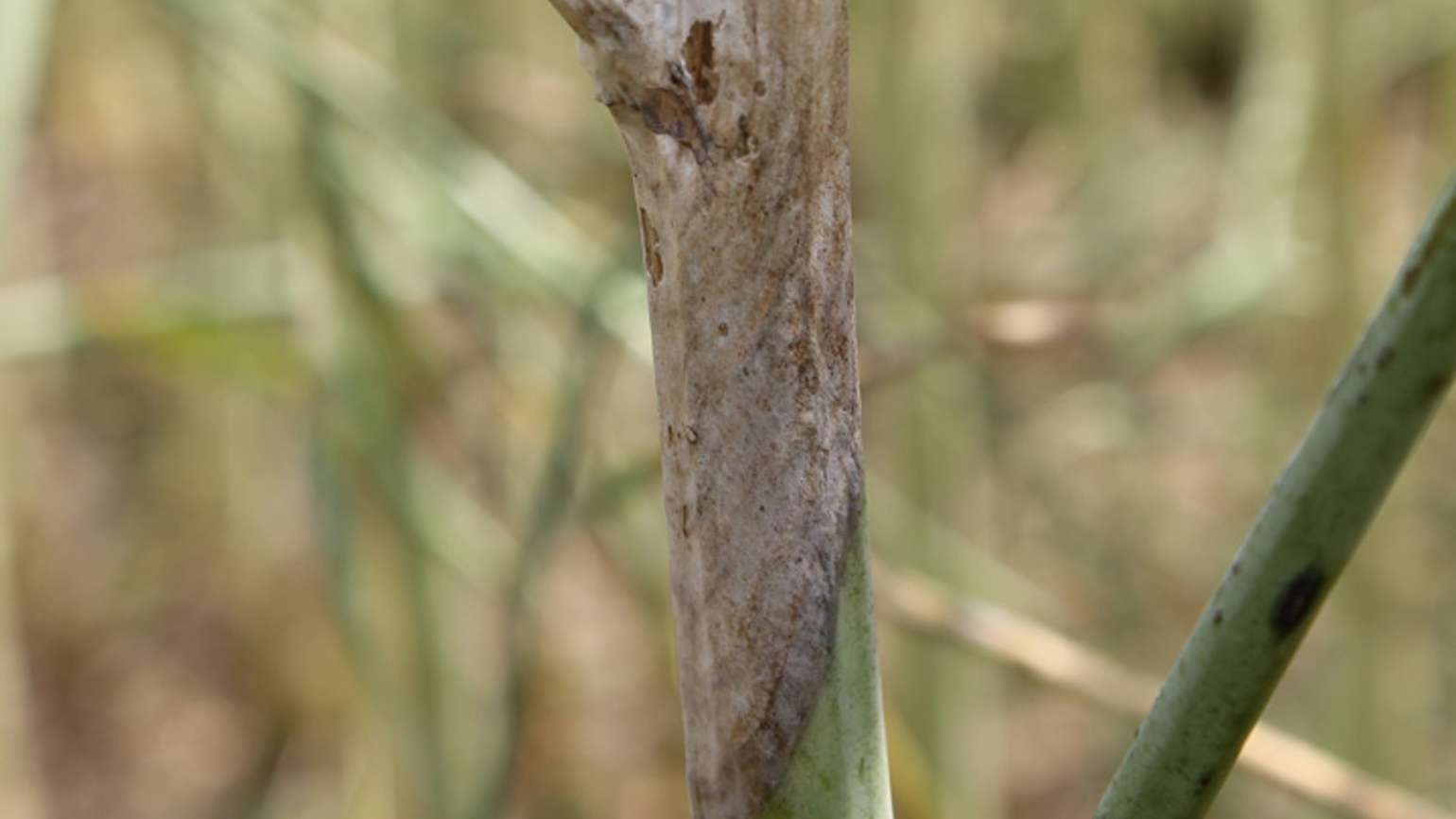 Sclerotinia du colza - Maladies du colza