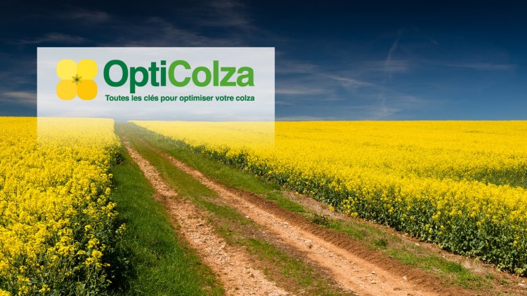 Pourquoi choisir une semence hybride de colza In Vigor