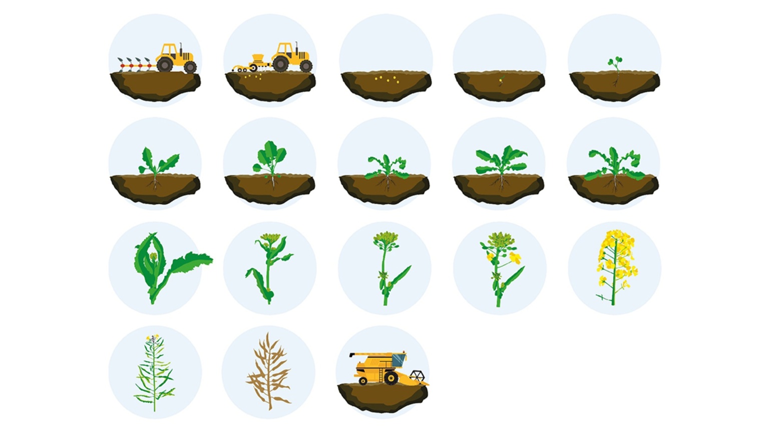 Colza, les chiffres clés - Opticolza