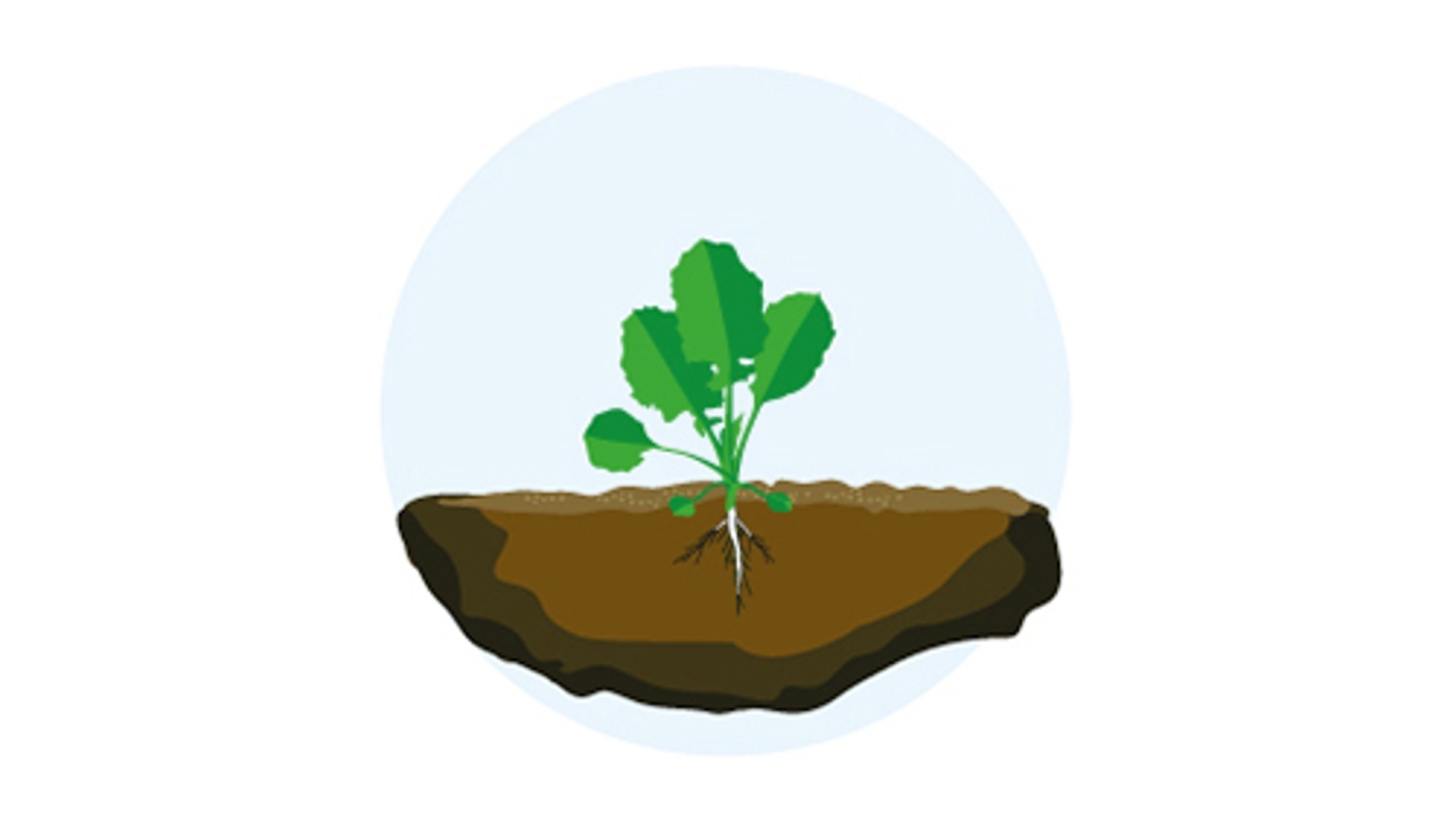 Les recommandations du moment pour votre colza - Opticolza