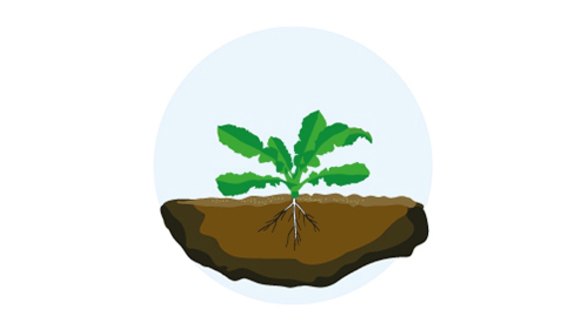 Les recommandations du moment pour votre colza - Opticolza