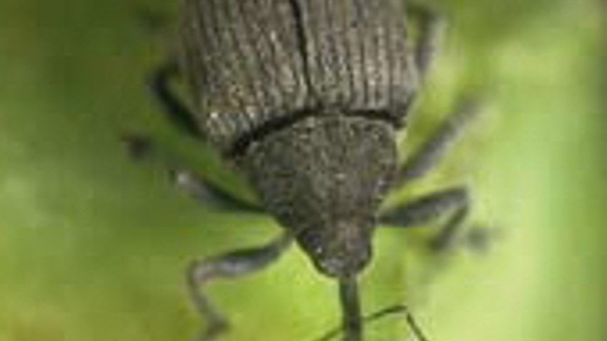 Charançon du bourgeon terminal - Ravageurs colza