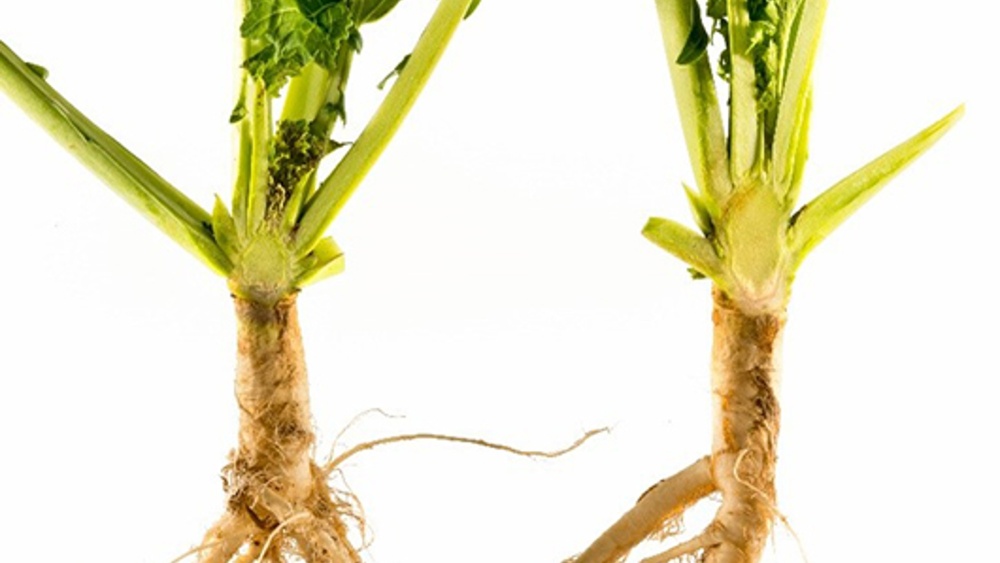 Stade B4 Formation Rosette - Opticolza