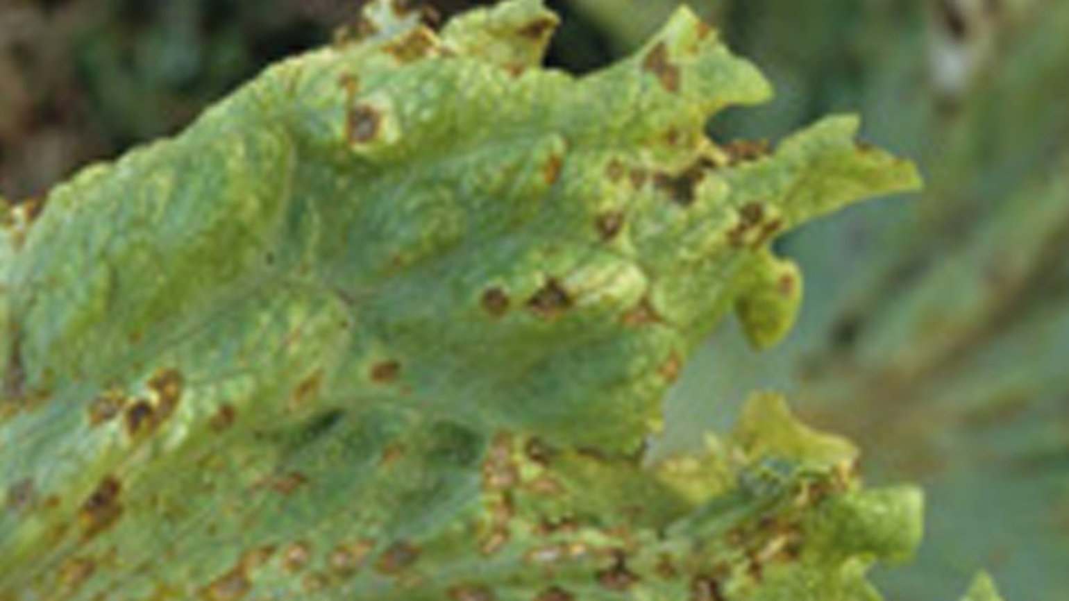 Anthracnose - Agricultural Solutions