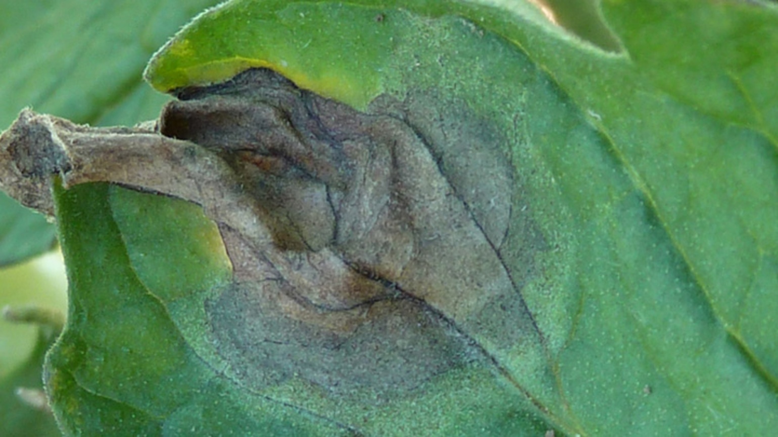 Mildiou de la tomate - Maladies cultures légumières