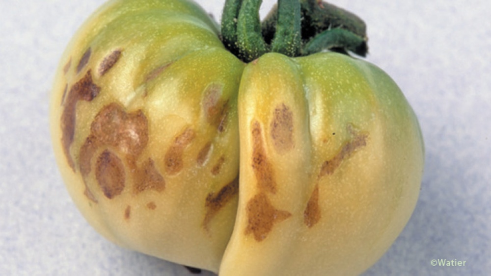 Oïdium de la tomate - Maladies cultures légumières