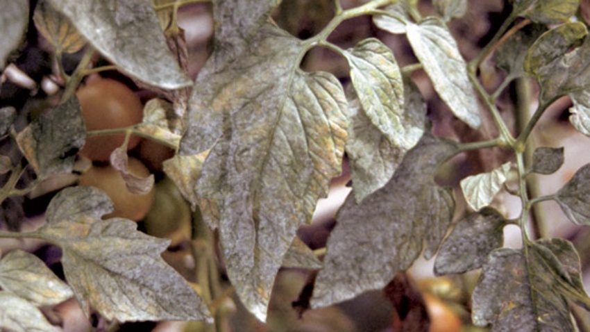 Mildiou de la tomate - Maladies cultures légumières