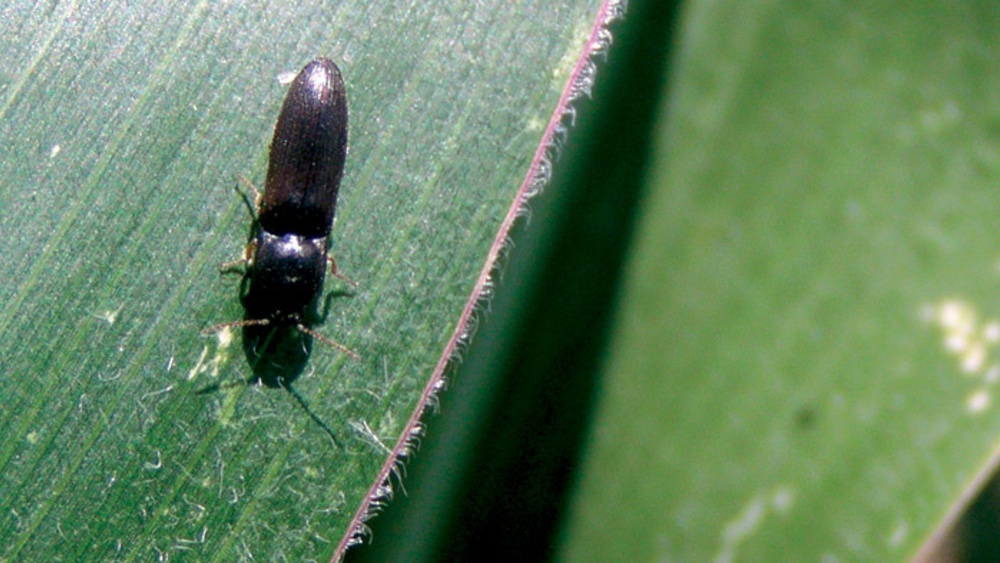 Le taupin - Ravageurs du maïs