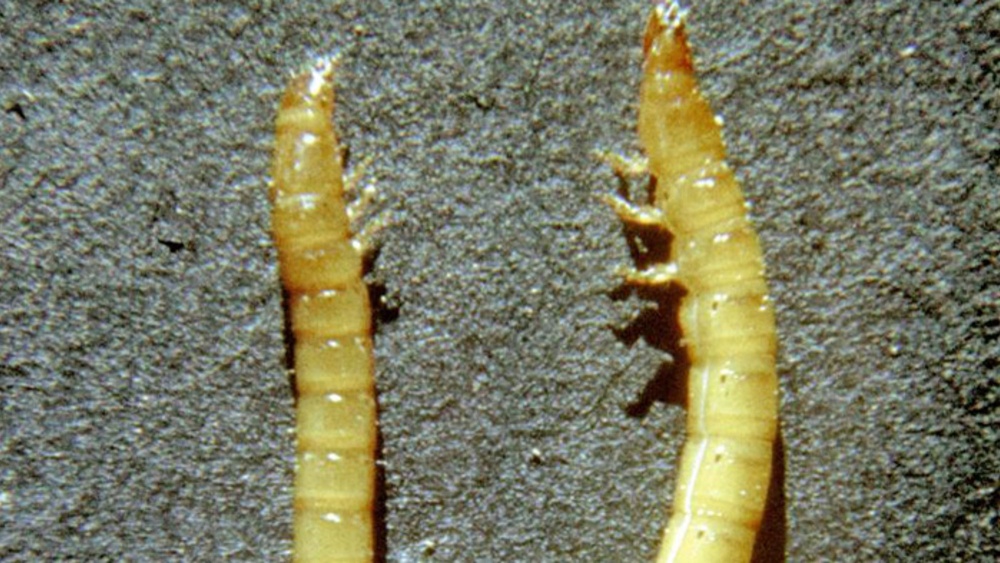 Le taupin - Ravageurs du maïs