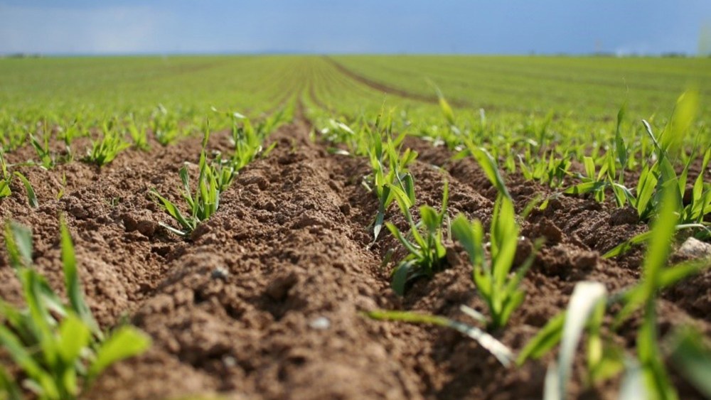 Comment réussir le désherbage de sortie d’hiver de l’orge