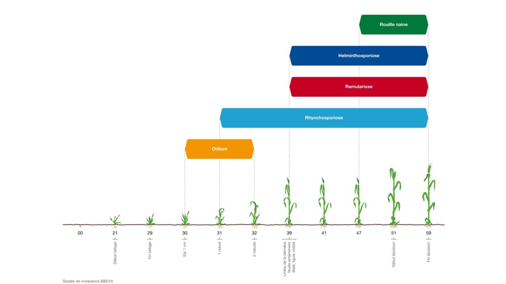 Systiva®, traitement de semences pour orges de printemps – Protection ...