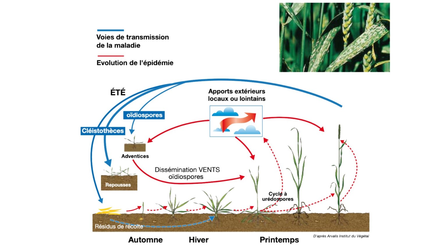 Symptômes et lutte contre l'oïdium de l'orge