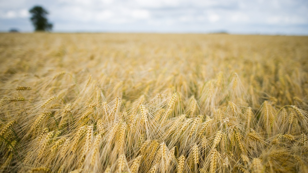 Une meilleure conduite de l'orge pour une agriculture plus écologique