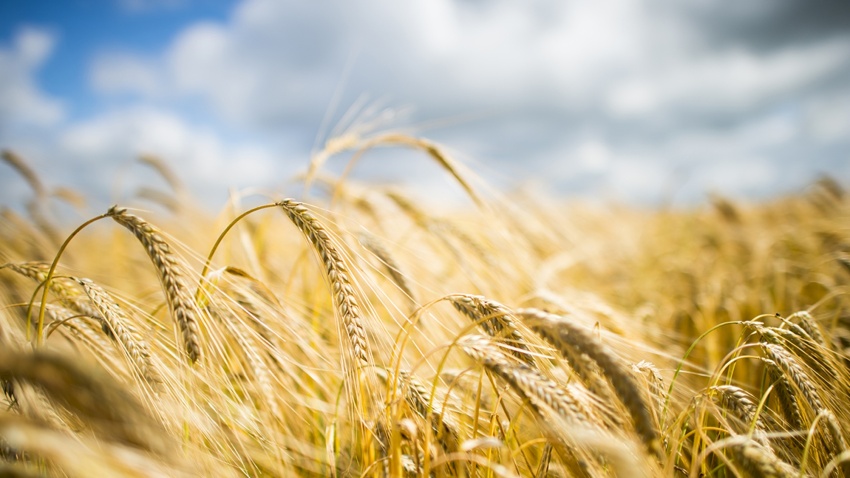 La culture de l'orge