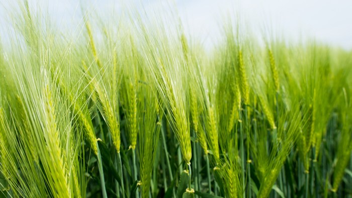 Une meilleure conduite de l'orge pour une agriculture plus écologique
