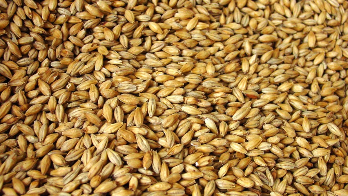 Protection de l'orge