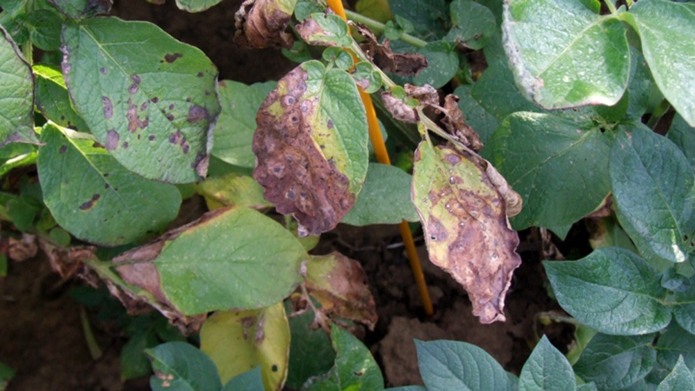 Alternaria - Agricultural Solutions