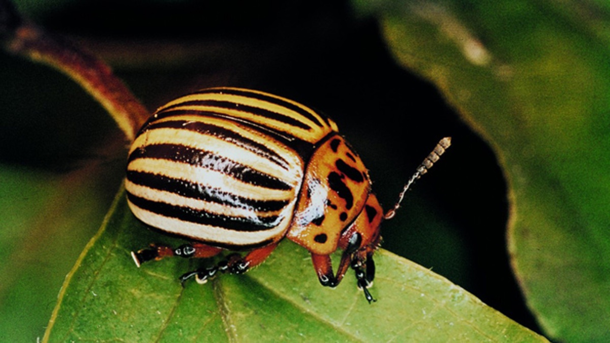 Doryphore - Ravageurs pomme de terre