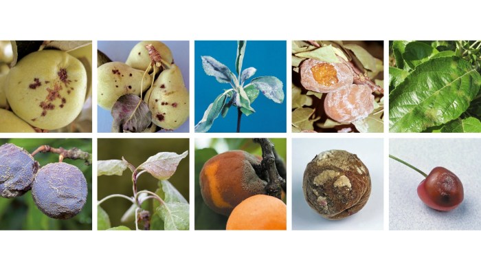 Revysion, le fongicide multi-fonctions