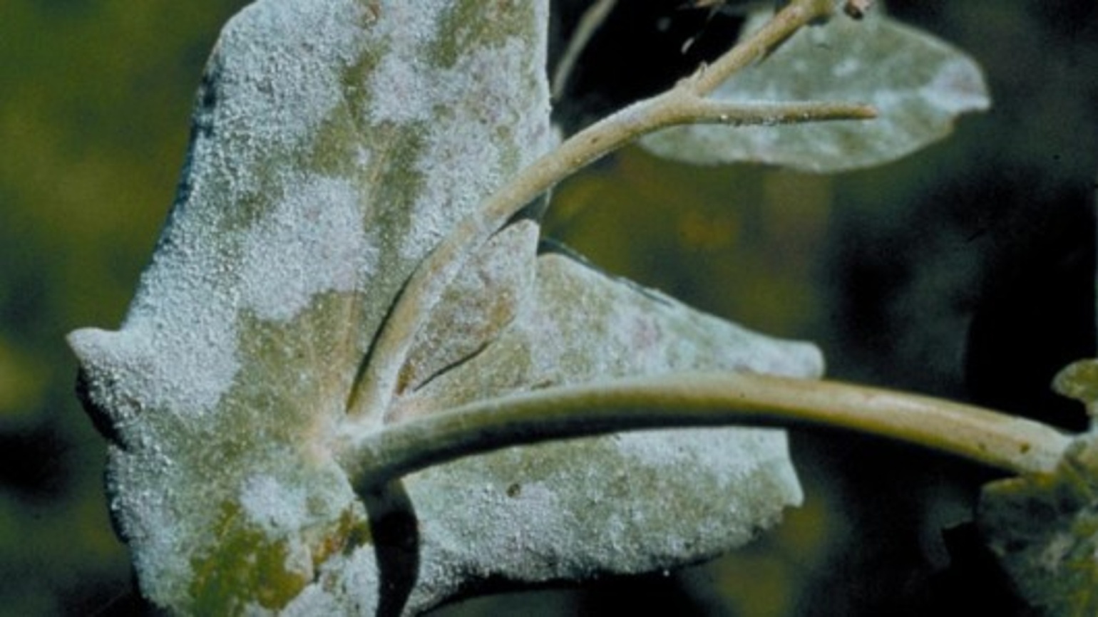 Oïdium, sclérotinia, mildiou, bactériose PSP, aphanomyces - Maladies du ...