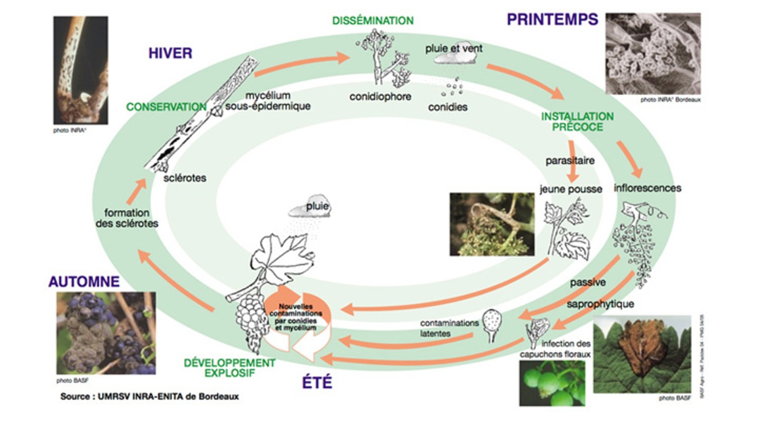 Biologie du botrytis – Maladies de la vigne