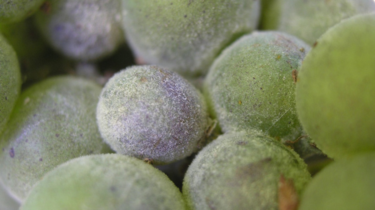 Maladies de la vigne : mildiou, oïdium, black-rot, excoriose, botrytis ...