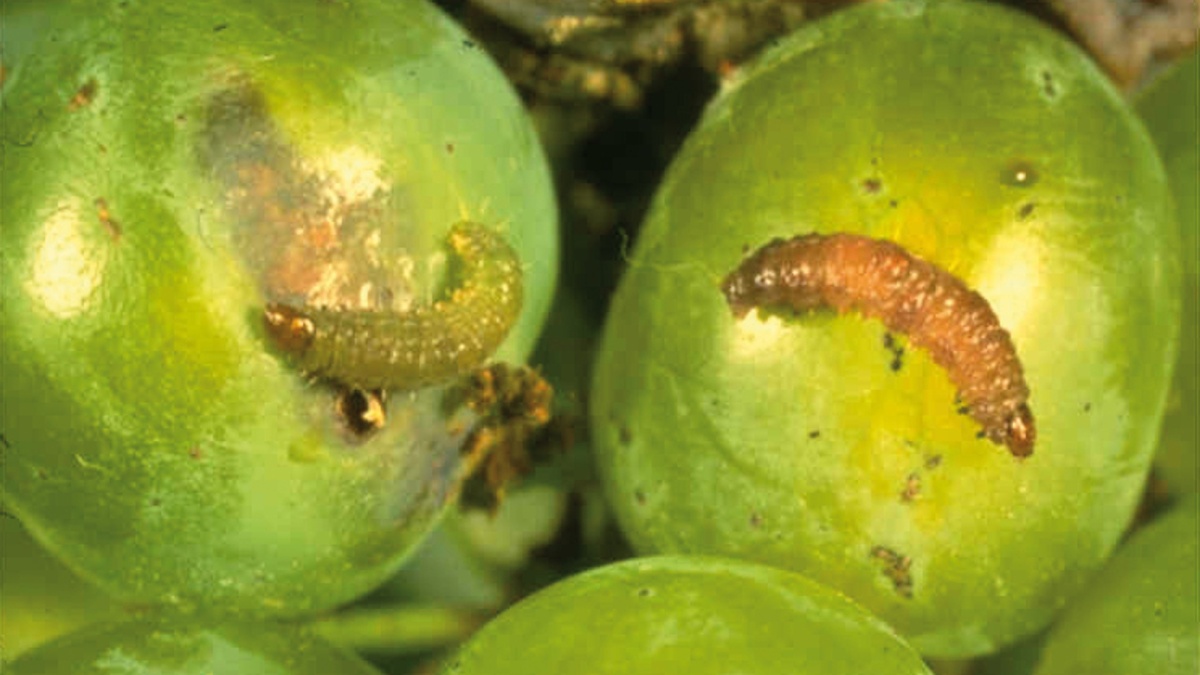 Ravageurs de la vigne : cochylis, cicadelle, eudemis - BASF